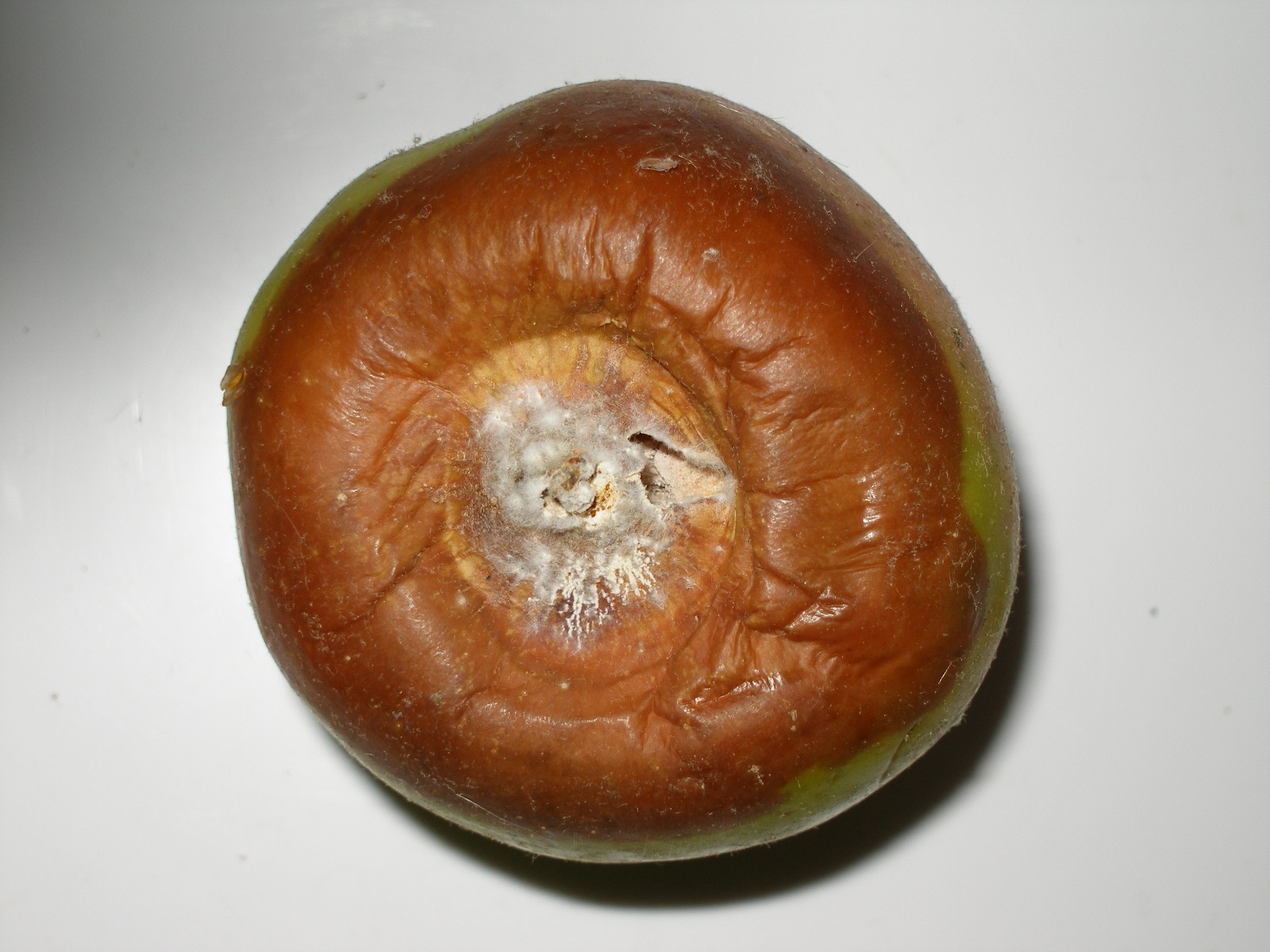 Symptoms and recognition (Apple canker) | NIAB